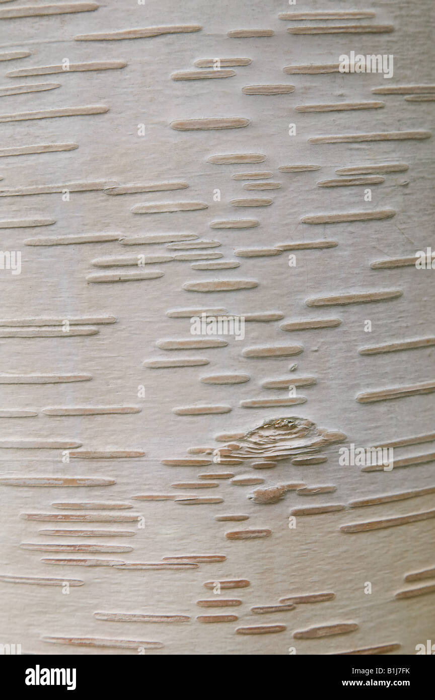 Himalayan birch tree hi-res stock photography and images - Alamy