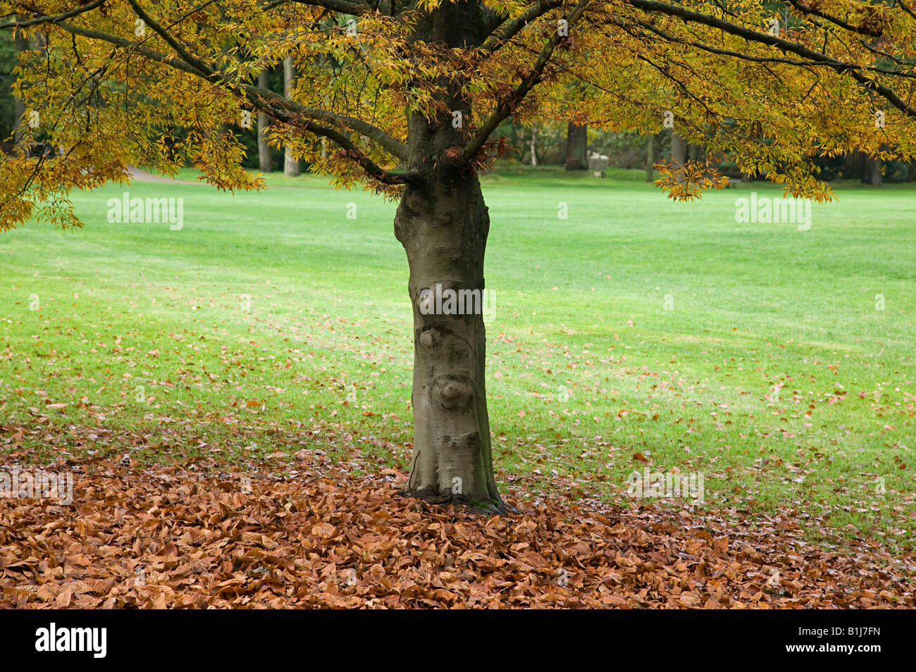 Tree in botanical garden Stock Photo - Alamy