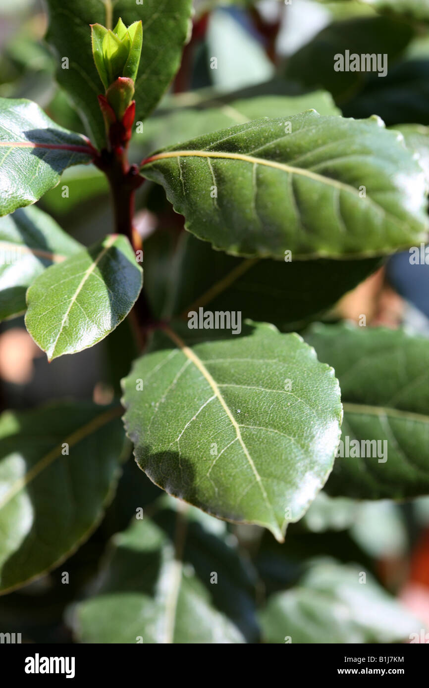 Herbs laurel Laurus nobilis Stock Photo - Alamy