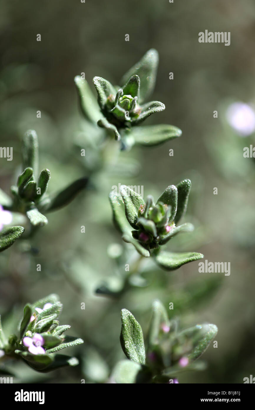 Herbs thym Thymus Stock Photo - Alamy