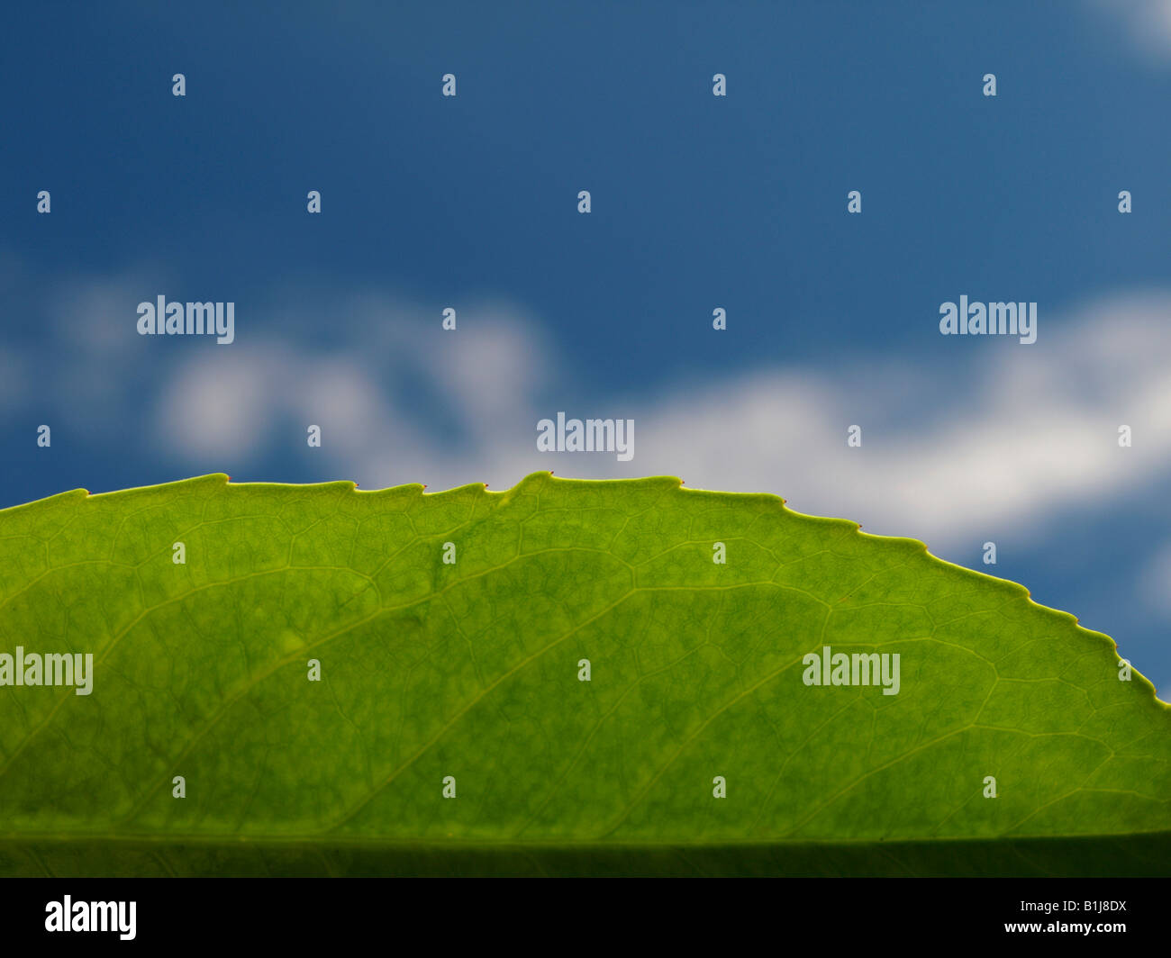 Acuba leaf hi-res stock photography and images - Alamy