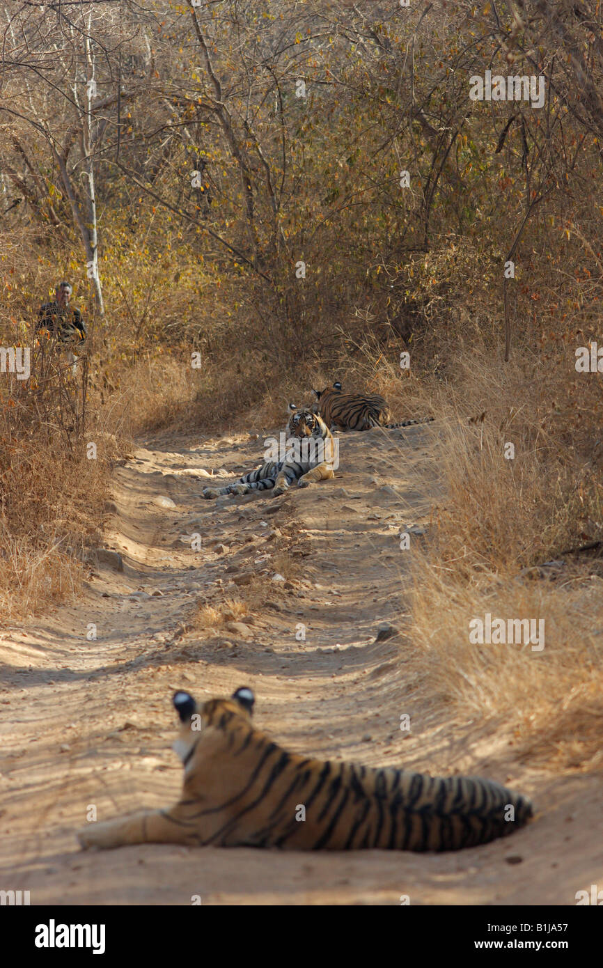 Machali Tigress Family on the forest track at Ranthambhore forest ...