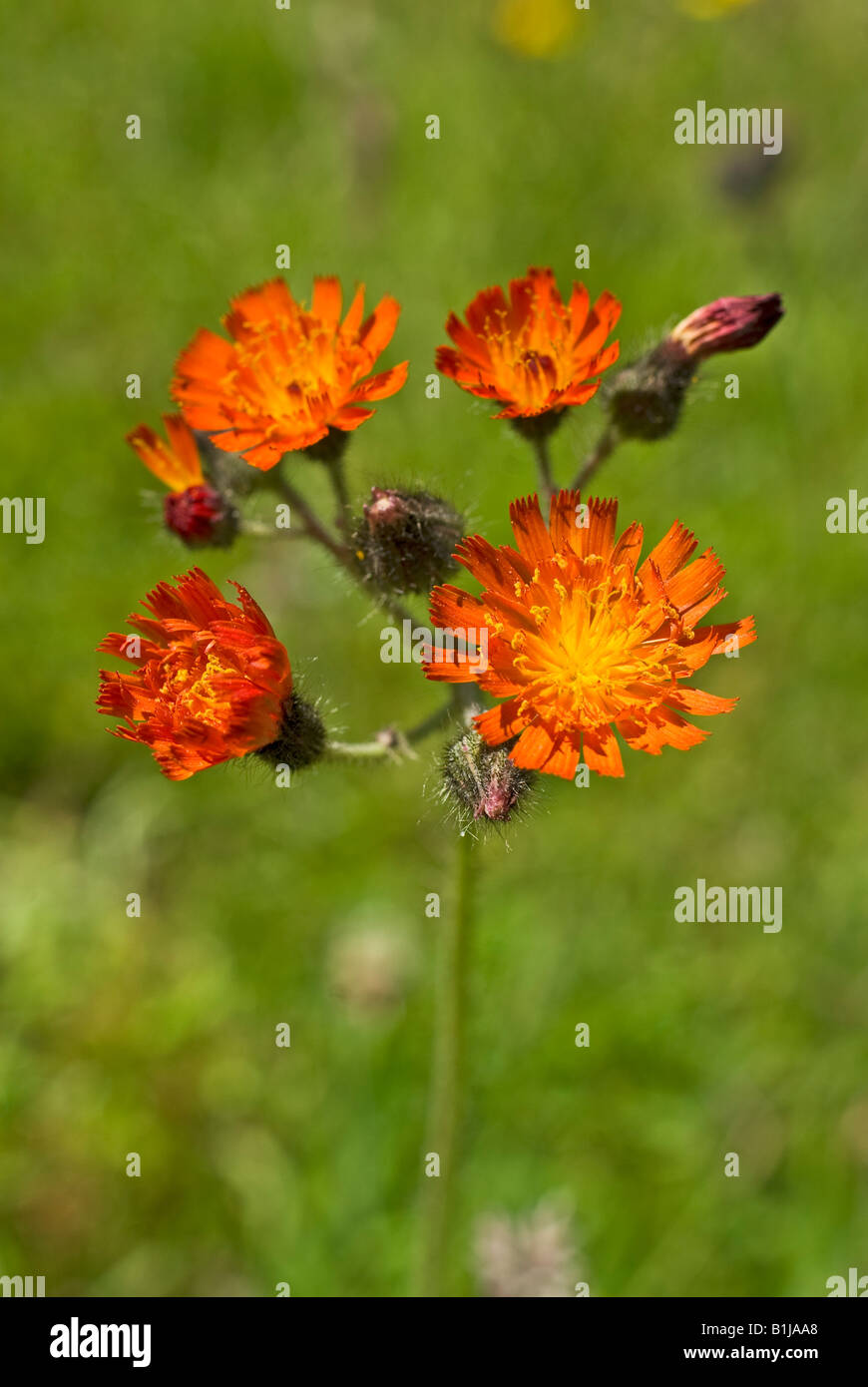 Wild flower in lawn Fox and Cubs in June UK Stock Photo - Alamy