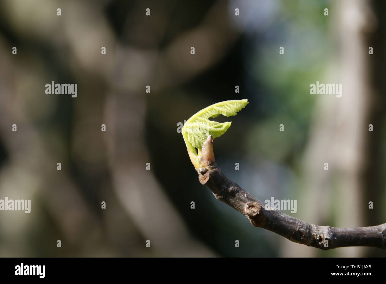one new green leaf bud sprout on tree in woods Stock Photo - Alamy