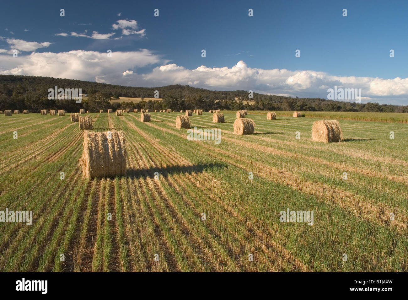 Round hay bales in paddock Stock Photo - Alamy