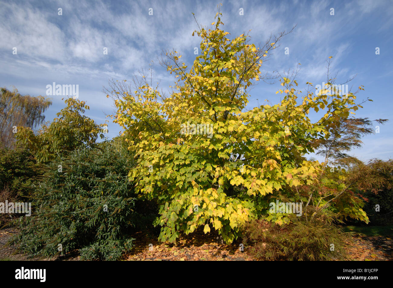 Striped Maple Moosewood Maple, Moose Maple (Acer pennsylvanicum) tree ...