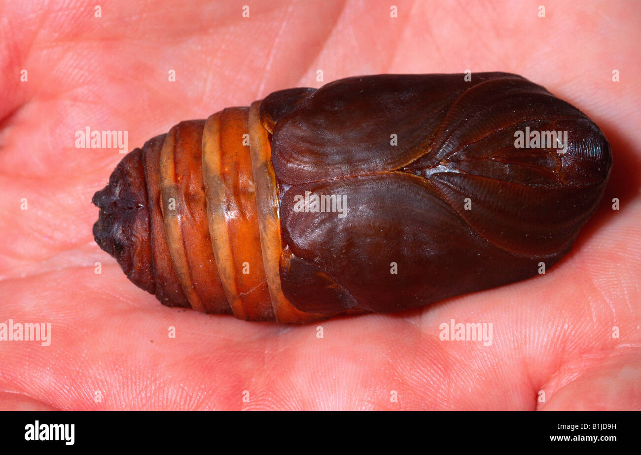 atlas moth (Attacus atlas), pupa, BLWS010587.jpg Stock Photo - Alamy