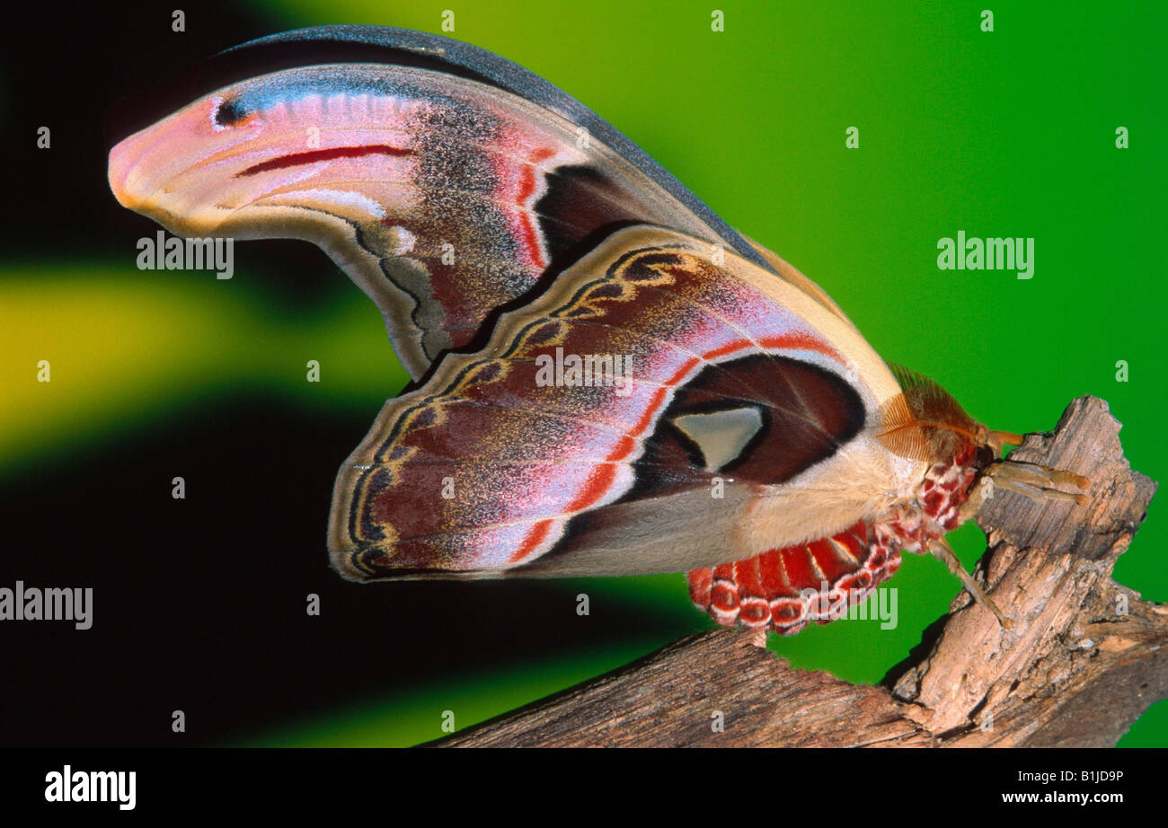 Close up emperor moths wing hi-res stock photography and images - Alamy