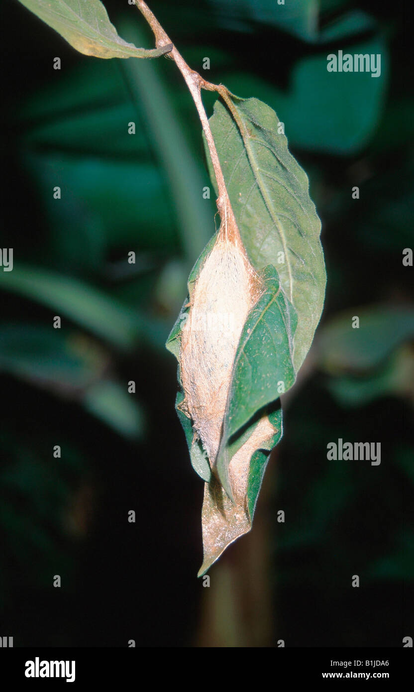 atlas moth (Attacus atlas), pupa in cocoon Stock Photo - Alamy