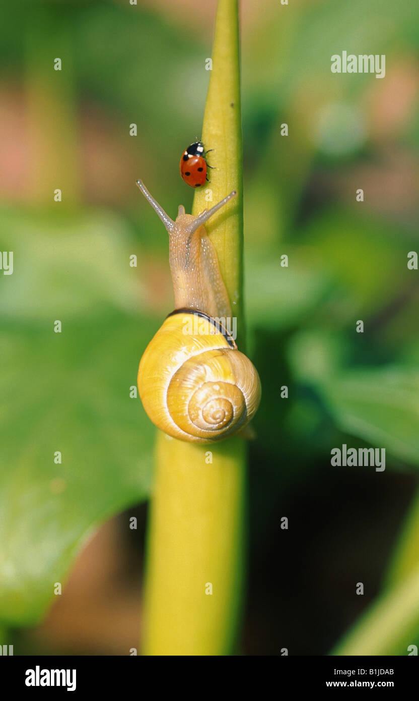 snail with ladybird on blade of grass Stock Photo - Alamy
