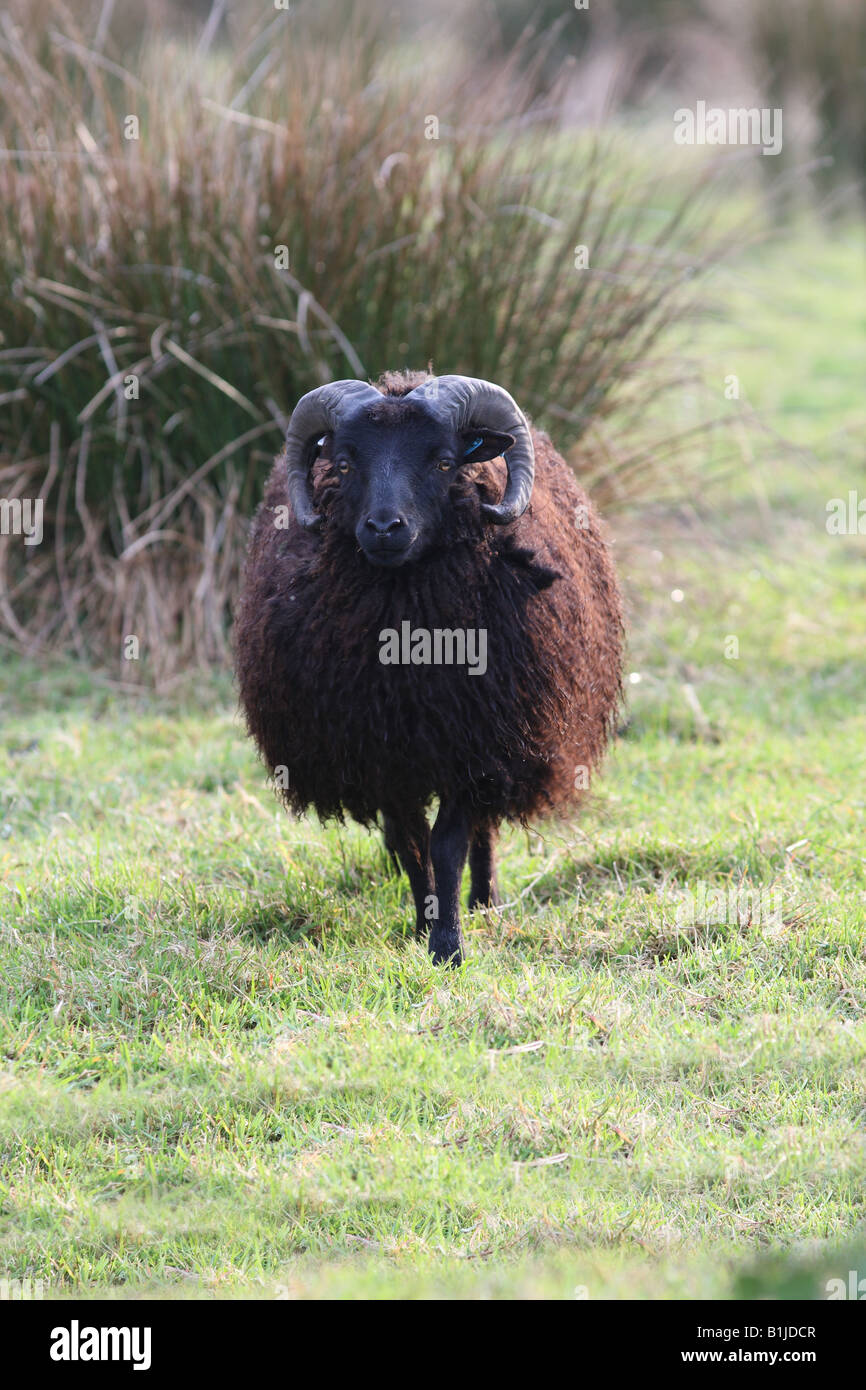 HEBRIDEAN SHEEP RAM FRONT VIEW Stock Photo - Alamy