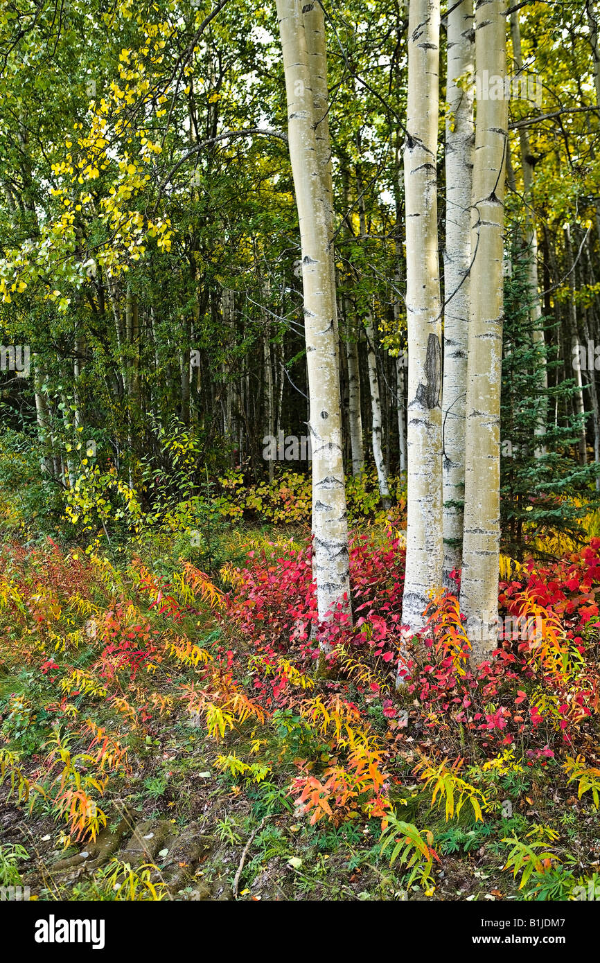 Colorful view of Aspen tree trunks and Fall foliage on the Kenai ...