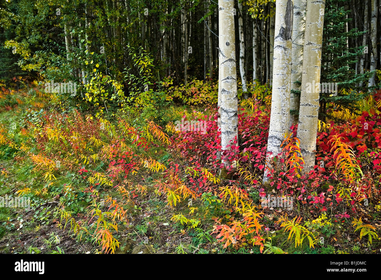 Colorful view of Aspen tree trunks and Fall foliage on the Kenai ...