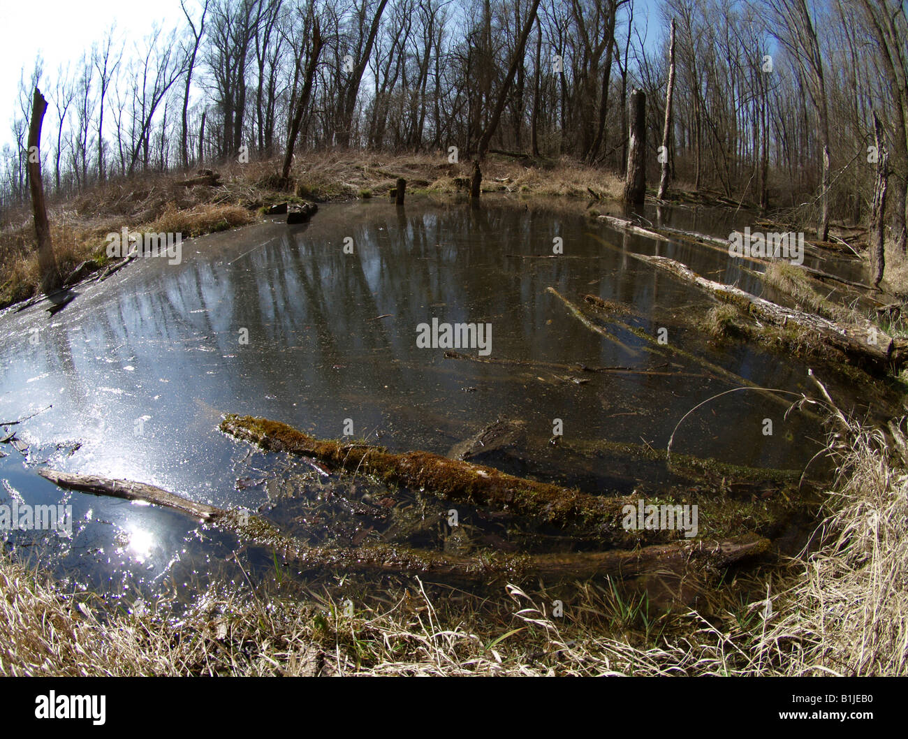 pond in floodplain forest in spring , Austria Stock Photo - Alamy