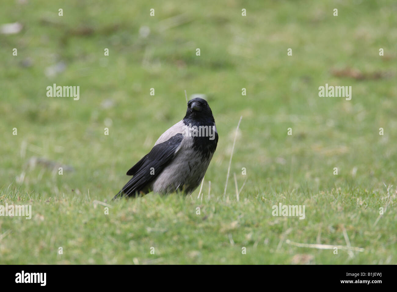 HOODED CROW Corvus corone corone STANDING ON GRASS FRONT VIEW Stock ...