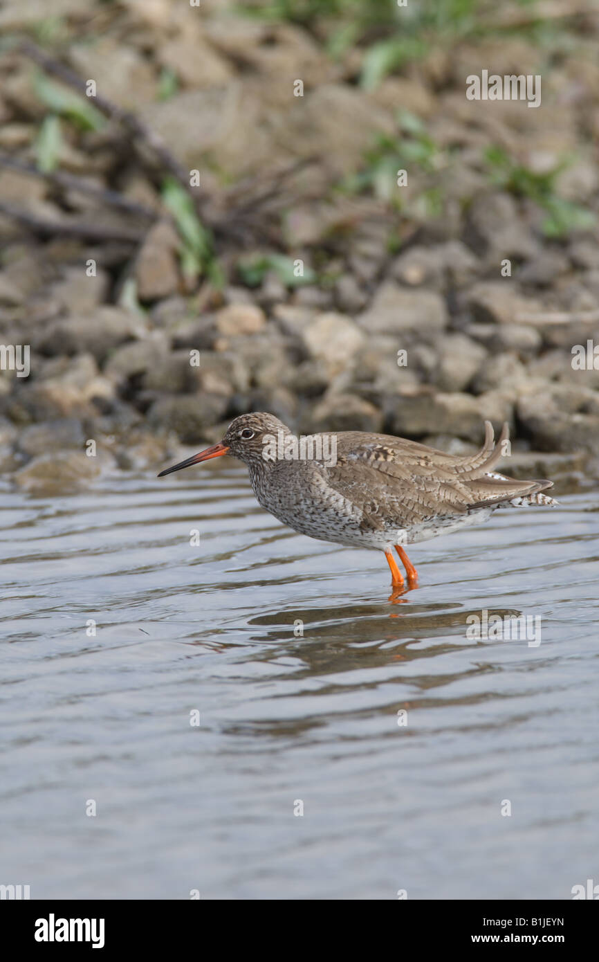 REDSHANK Tringa totanus FEEDING AT WATERS EDGE Stock Photo - Alamy