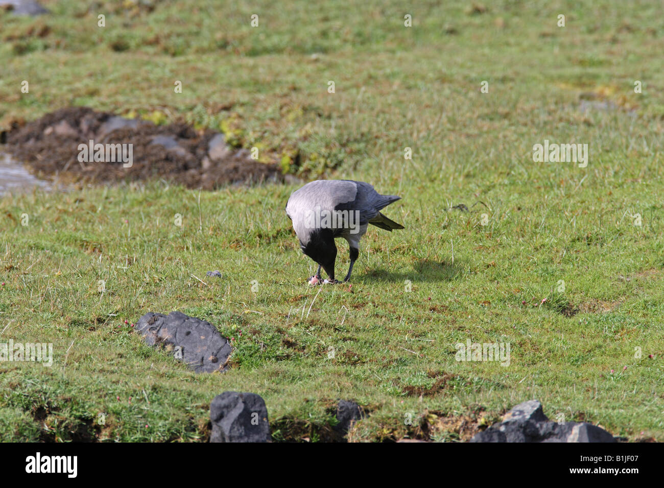 HOODED CROW Corvus corone corone EATING FROG FRONT VIEW Stock Photo - Alamy