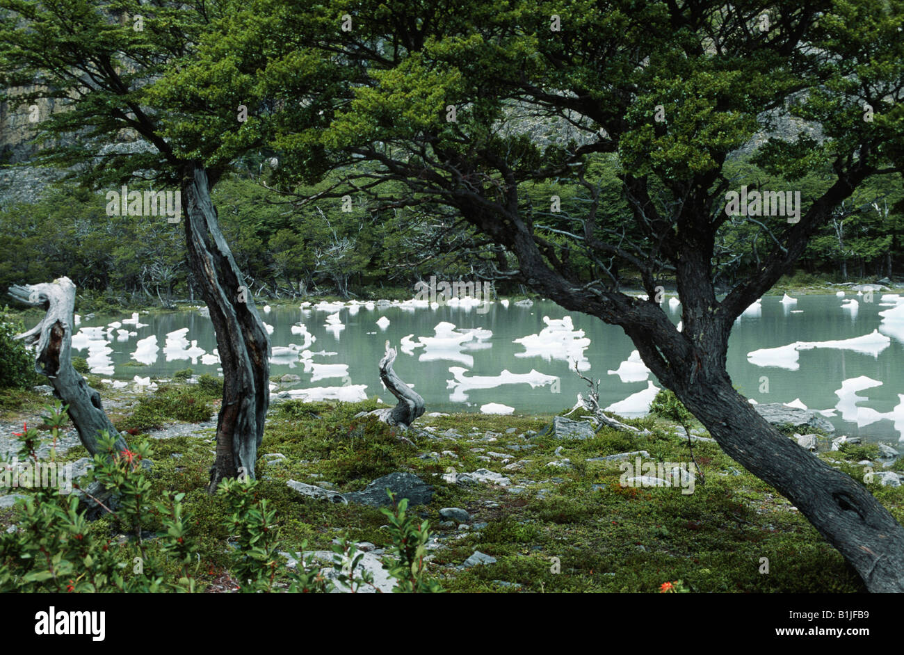 Lenga beech, Lenga (Nothofagus pumilio), Southern beach forest at Lago ...