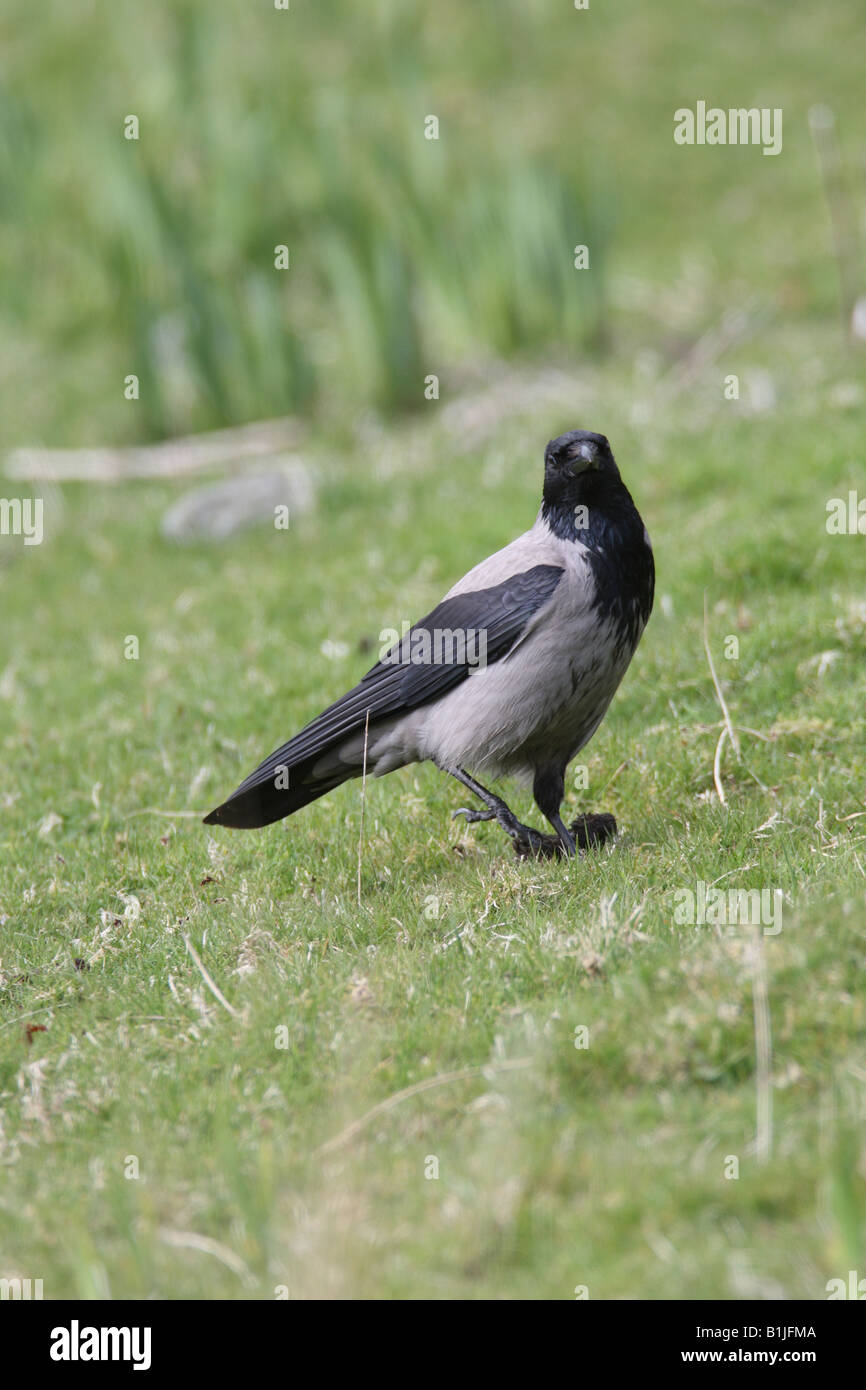 HOODED CROW Corvus corone corone WALKING ON GRASS FRONT VIEW Stock ...