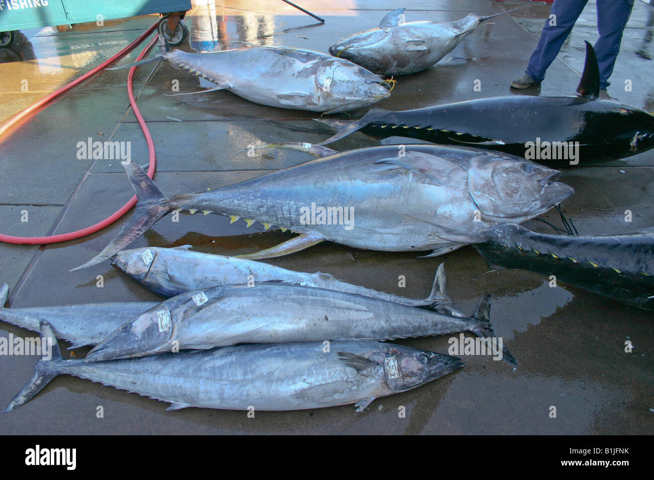 yellowfin tuna, yellow-finned tuna, yellow-fin tunny (Thunnus albacares ...