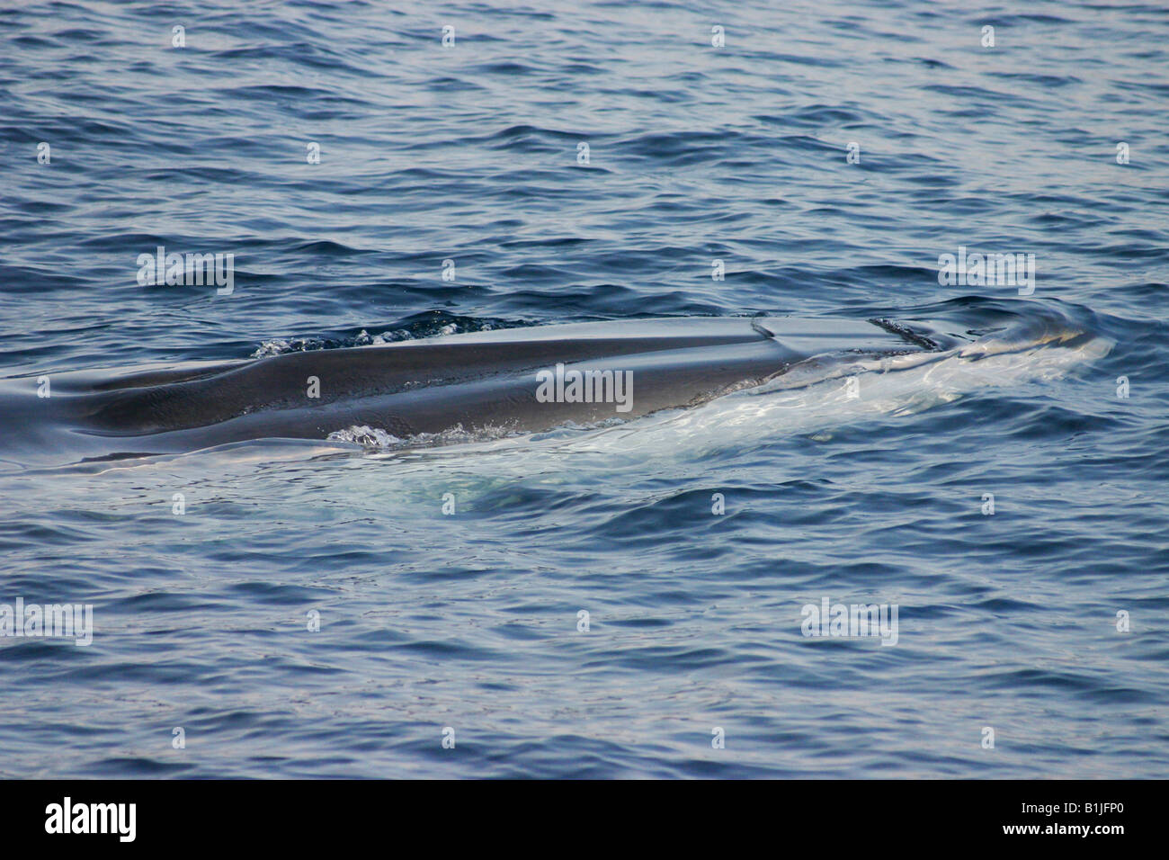 fin whale, common rorqual (Balaenoptera physalus), swimming at the ...