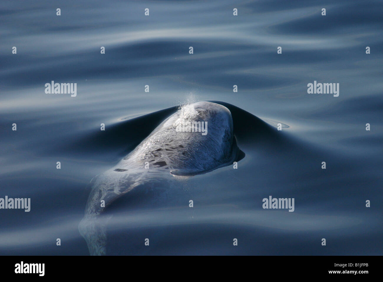 Risso's dolphin, Gray grampus, white-headed grampus (Grampus griseus ...