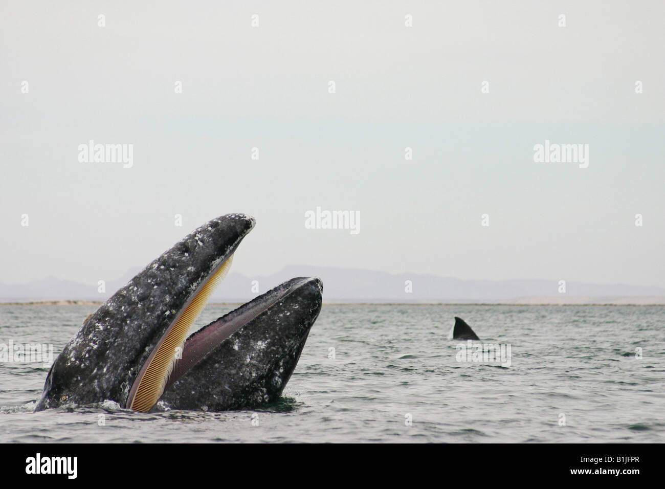 gray whale (Eschrichtius robustus, Eschrichtius gibbosus), spyhopping ...