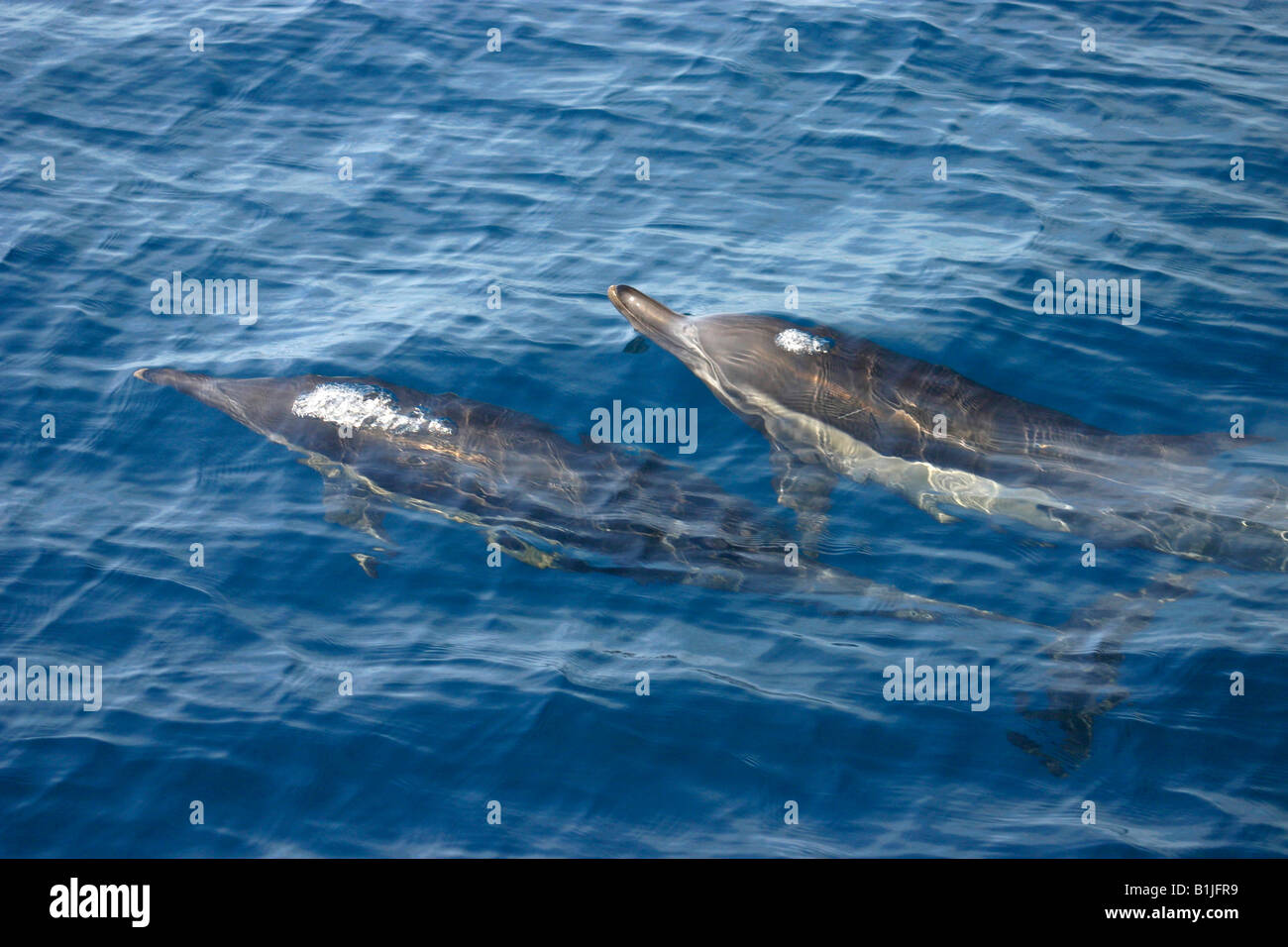 common dolphin, short-beaked Common Dolphin, saddleback(ed) dolphin ...