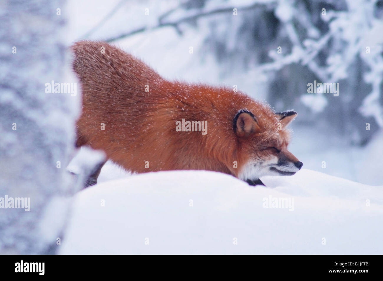 red fox (Vulpes vulpes), in snowy landscape, Finland Stock Photo - Alamy