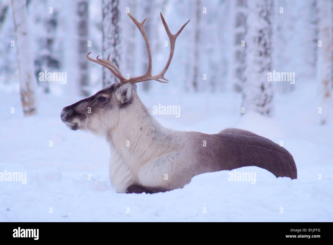 European reindeer, European caribou (Rangifer tarandus tarandus ...
