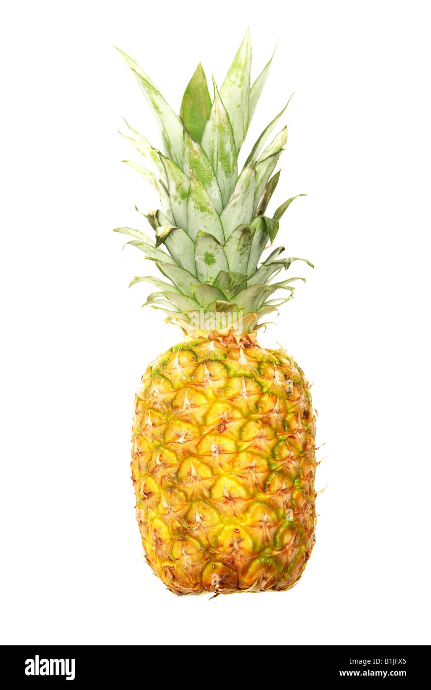 pineapple (Ananas comosus, Ananas sativus), fruit Stock Photo - Alamy