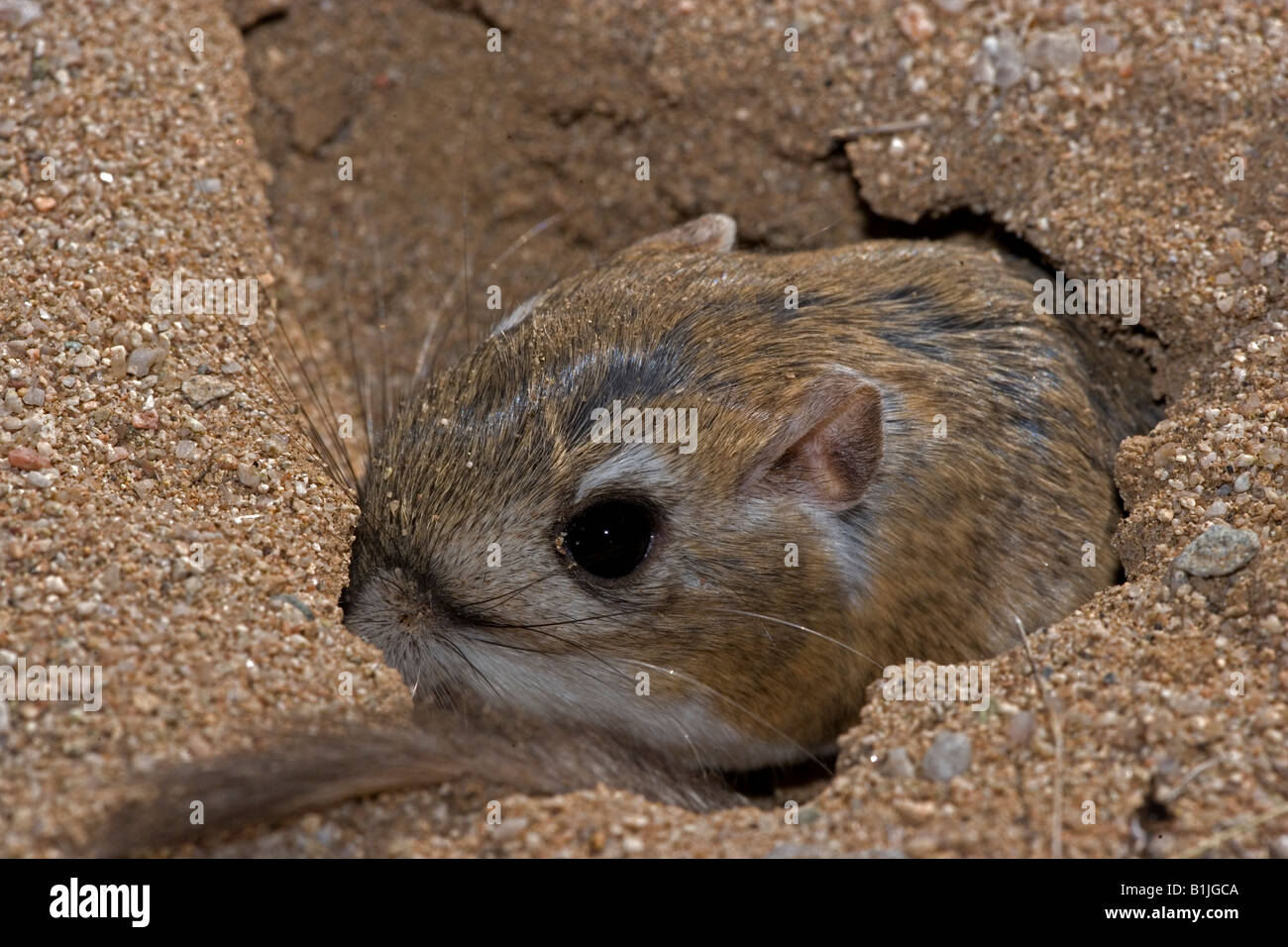 Kangaroo rat hi-res stock photography and images - Alamy