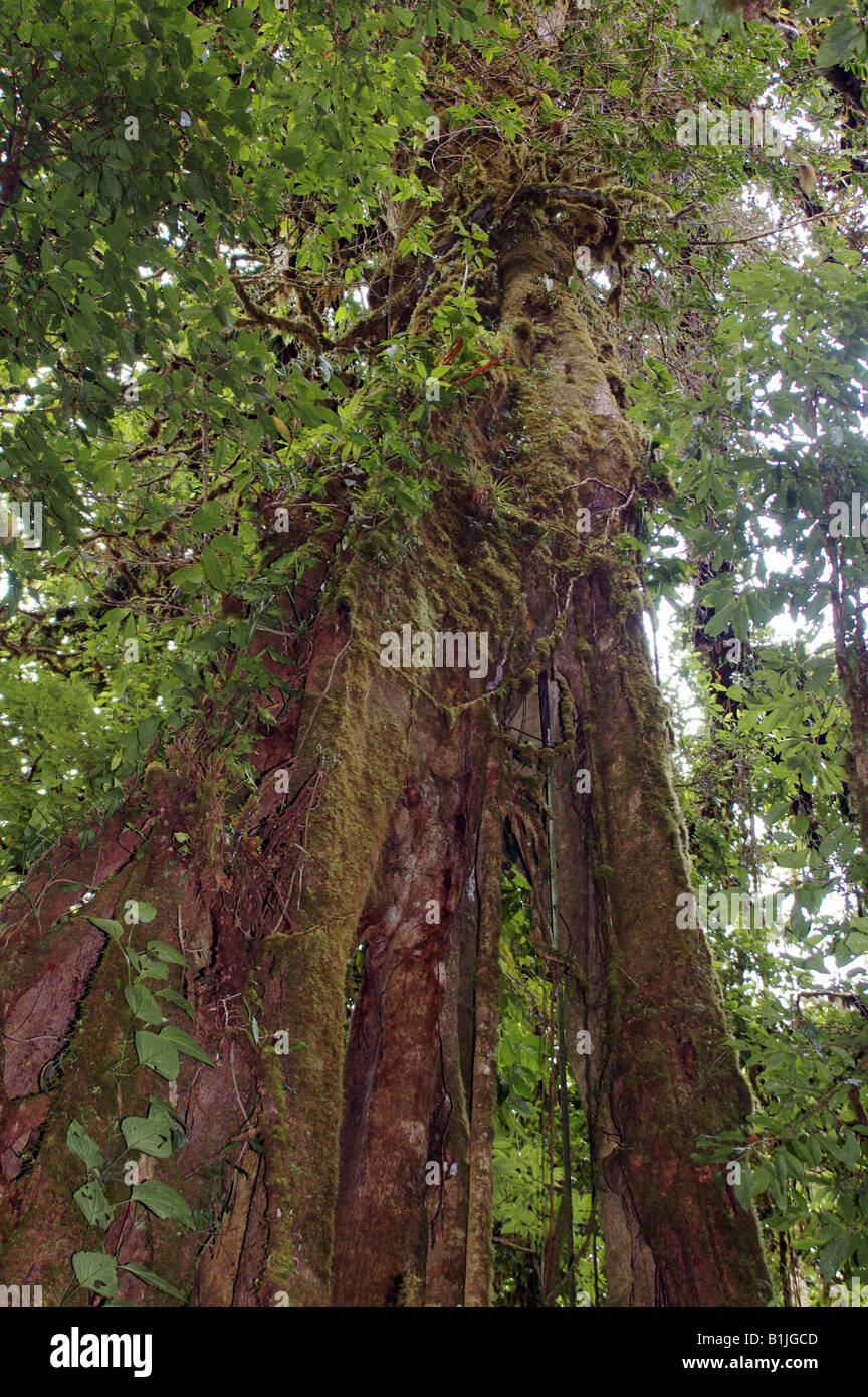 giant tree in the cloud forest reseve Monteverde, Costa Rica ...