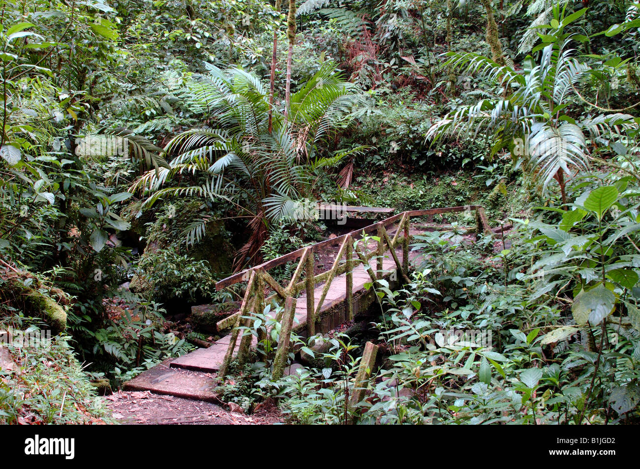 cloud forest scenery in the National Park Monteverde, Costa Rica ...