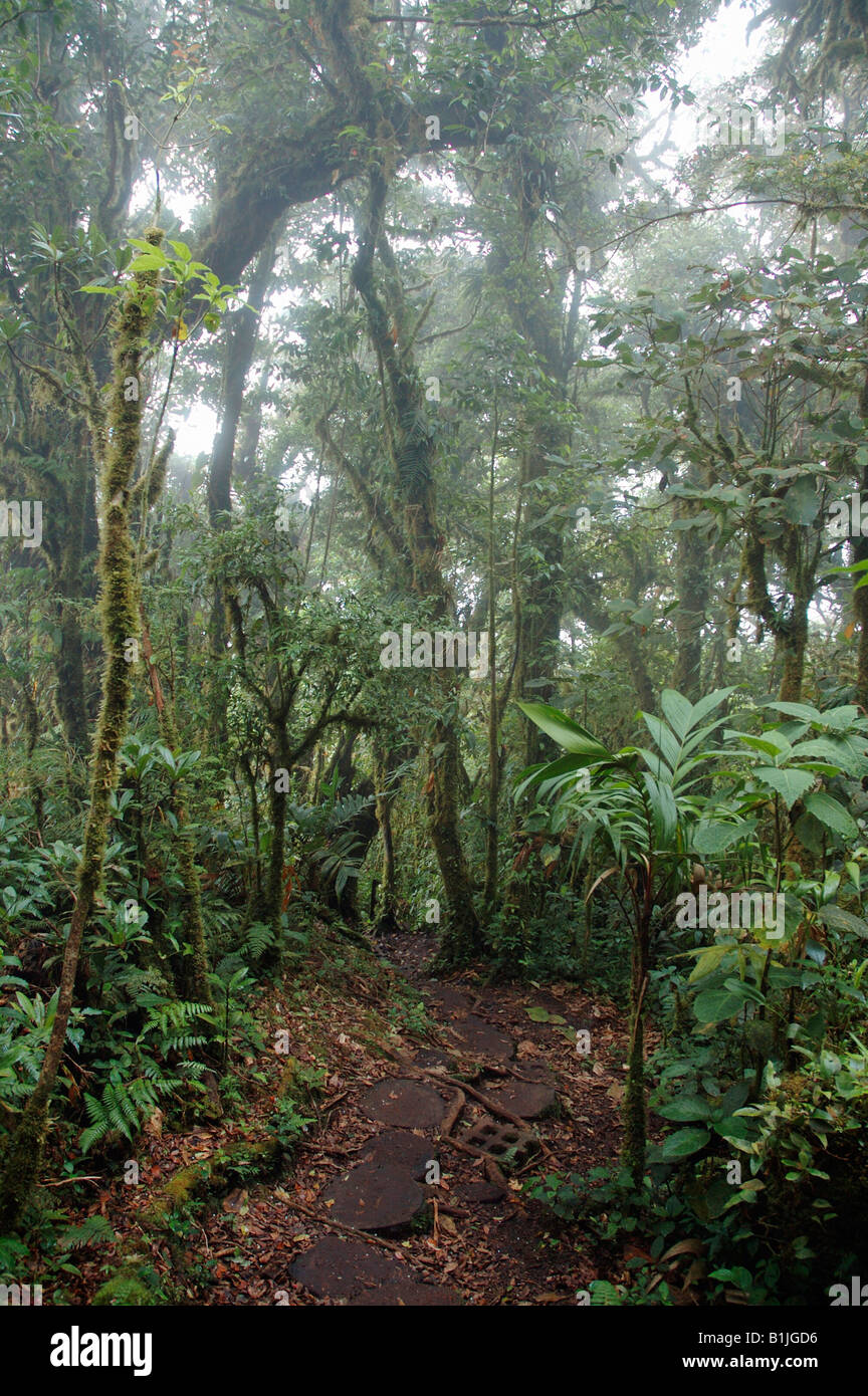 cloud forest scenery in the National Park Monteverde, Costa Rica ...