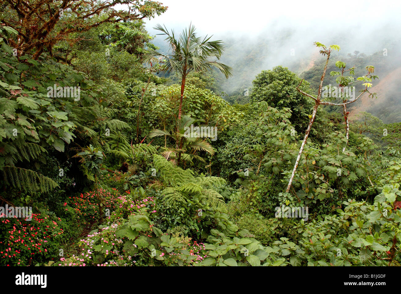 cloud forest scenery in the National Park Monteverde, Costa Rica ...