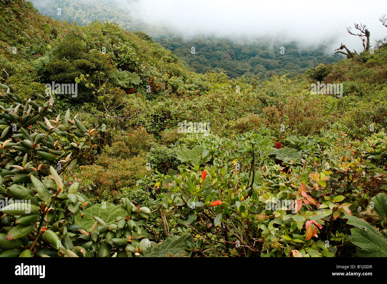 Monteverde nationalpark hi-res stock photography and images - Alamy