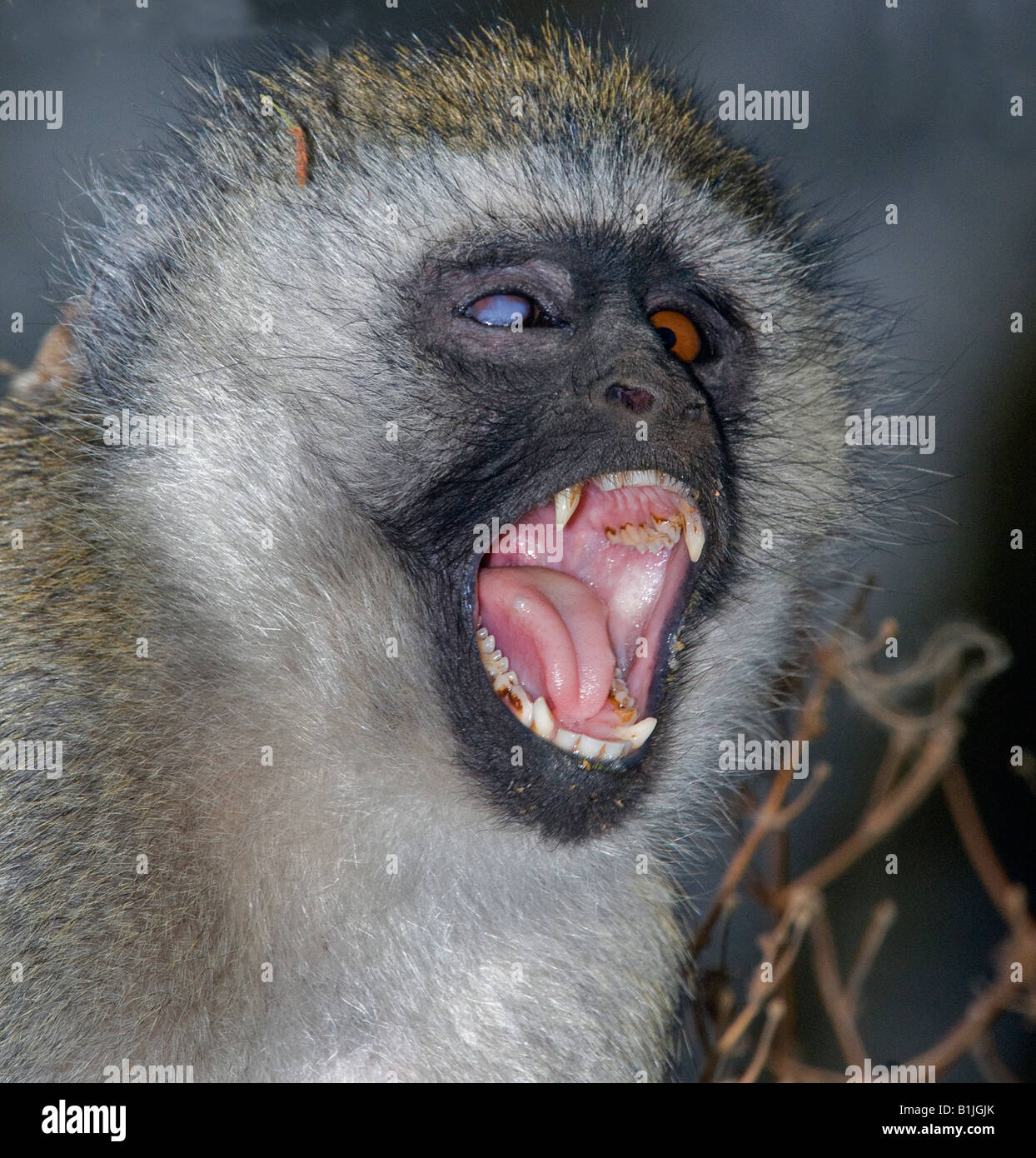 Angry monkey shouting hi-res stock photography and images - Alamy
