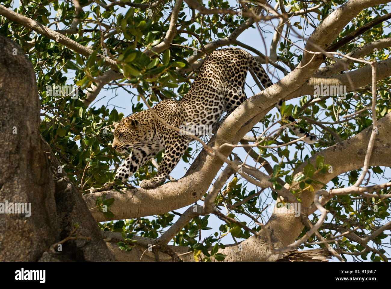 leopard (Panthera pardus), stretching in a tree, Tanzania, Serengeti NP ...