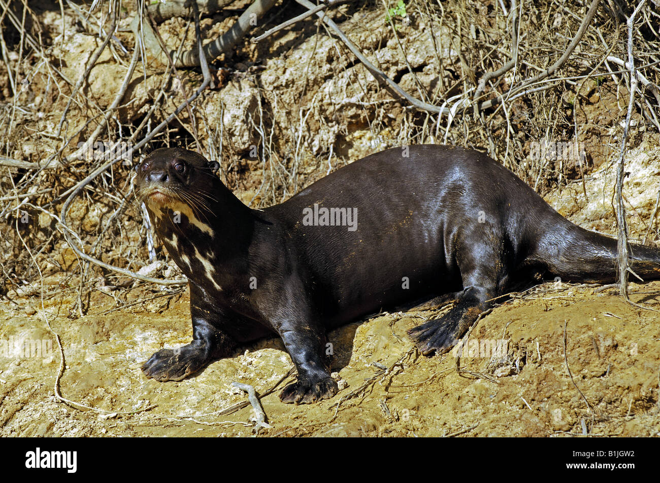 giant otter (Pteronura brasiliensis), at riverside, Brazil, Pantanal ...