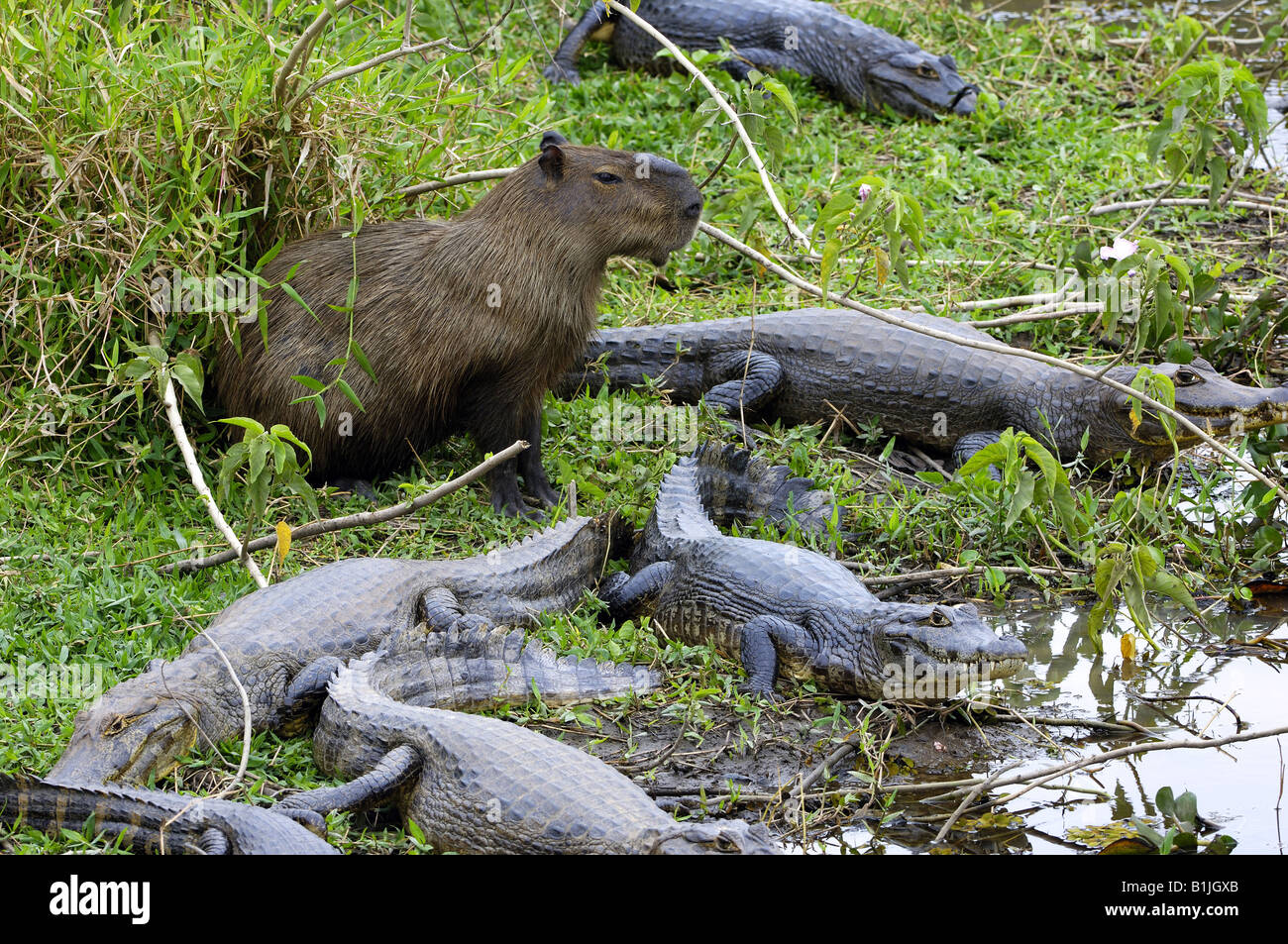 Pantanal caiman capybara High Resolution Stock Photography and Images ...