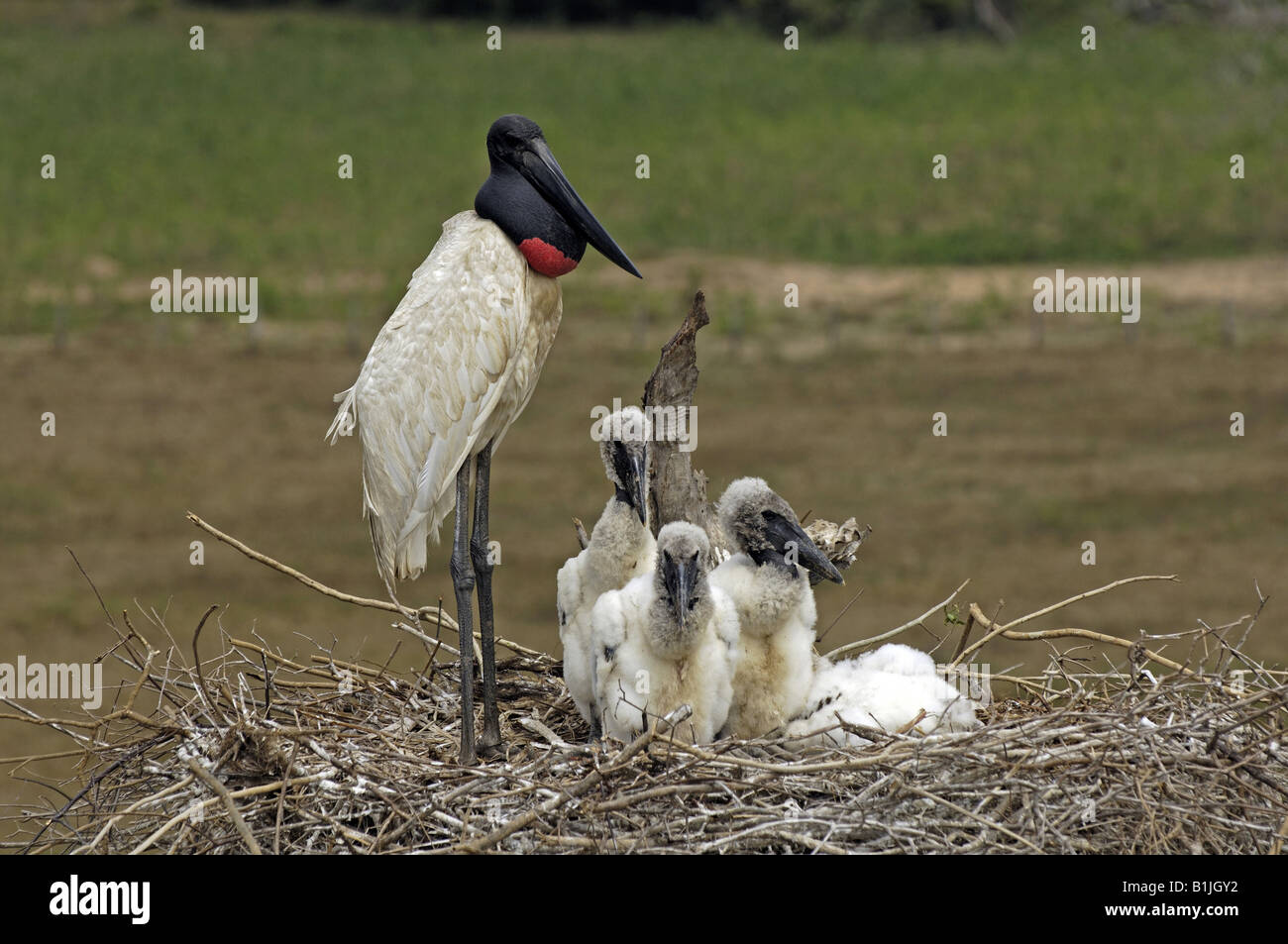 jabiru (Ephippiorhynchus mycteria), with chicks at the nest, Brazil ...