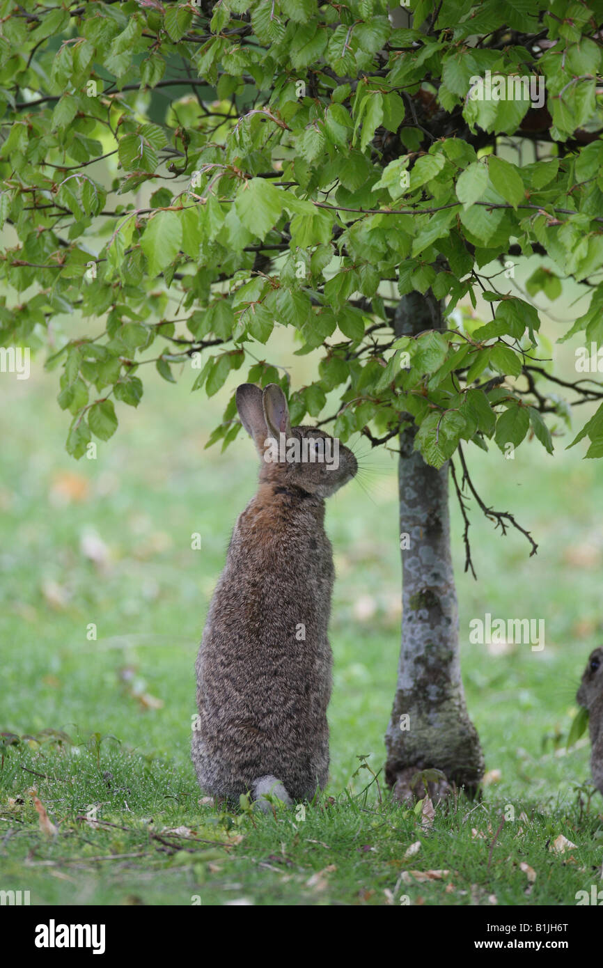 RABBIT Oryctolagus cunniculis EATING YOUNG BEECH LEAVES Stock Photo - Alamy