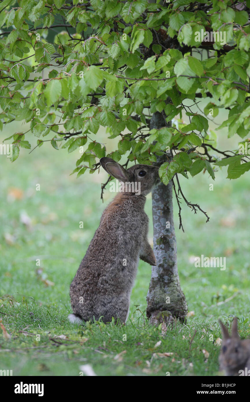 RABBIT Oryctolagus cunniculis EATING YOUNG BEECH LEAVES Stock Photo - Alamy