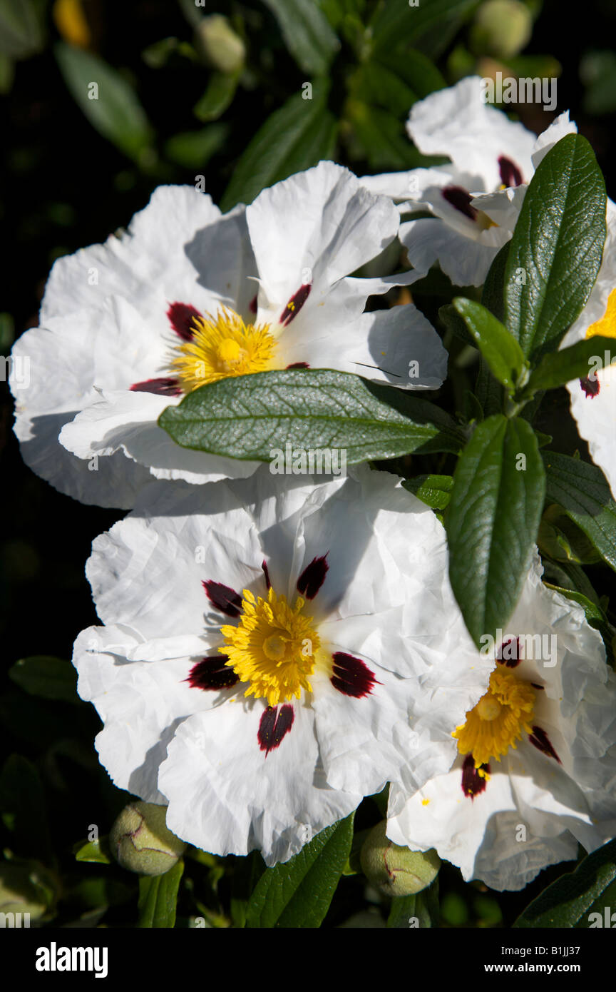 ROCK ROSE SUN ROSE WHITE AND DARK RED CISTUS LADANIFER PALADIN FLOWERS ...