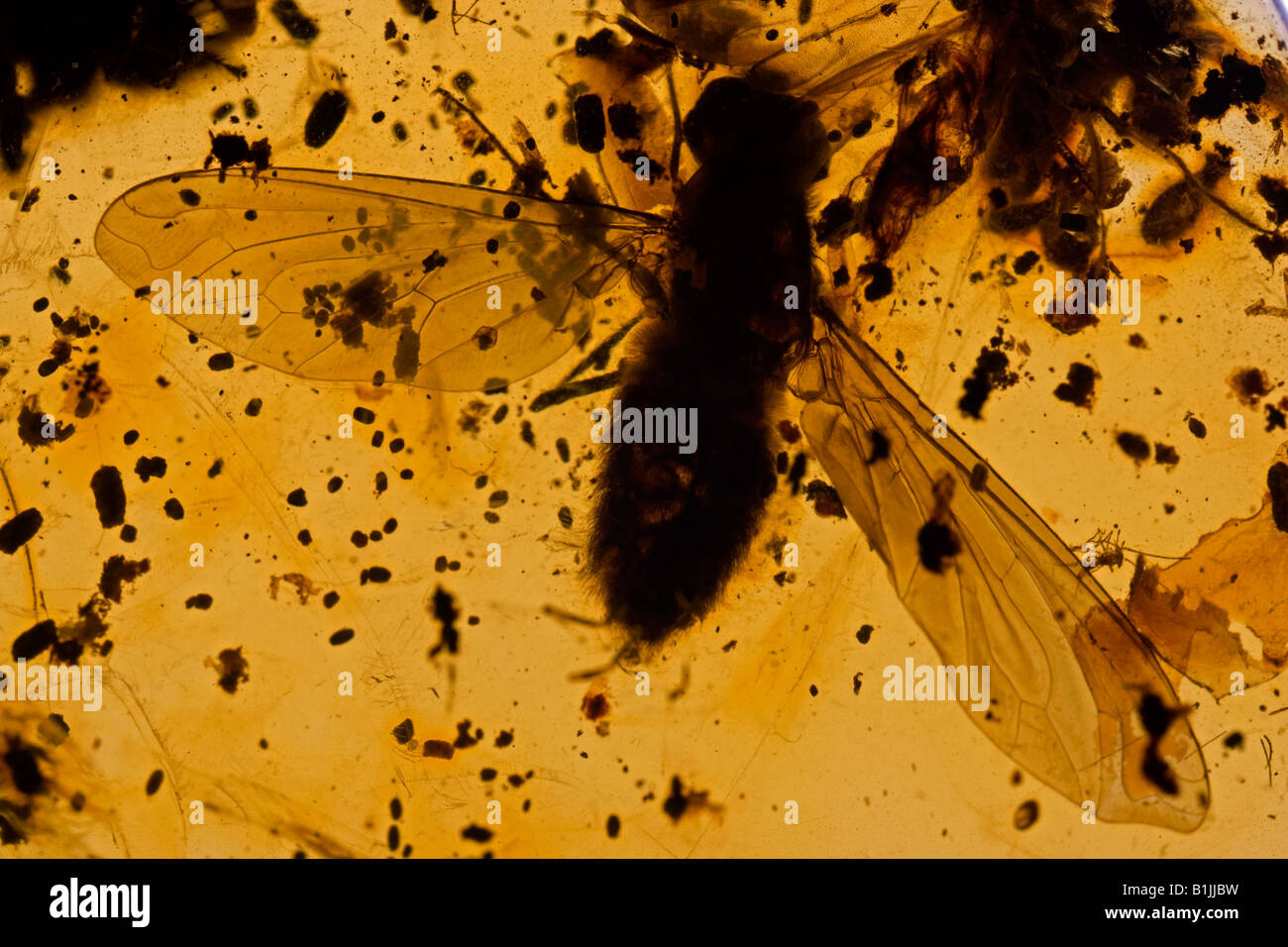 Fossil Fly in Amber - Dominican Republic Stock Photo - Alamy