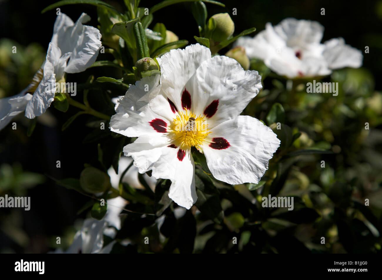 ROCK ROSE SUN ROSE WHITE AND DARK RED CISTUS LADANIFER PALADIN FLOWERS ...