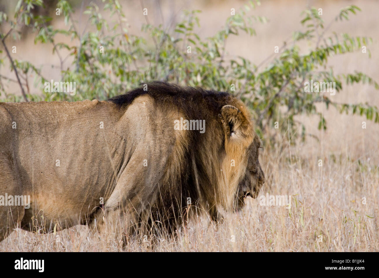 Lion prowling hi-res stock photography and images - Alamy