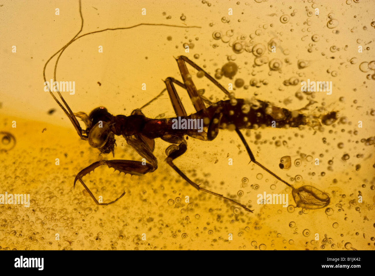Fossil Mantis in Amber - Dominican Republic Stock Photo - Alamy