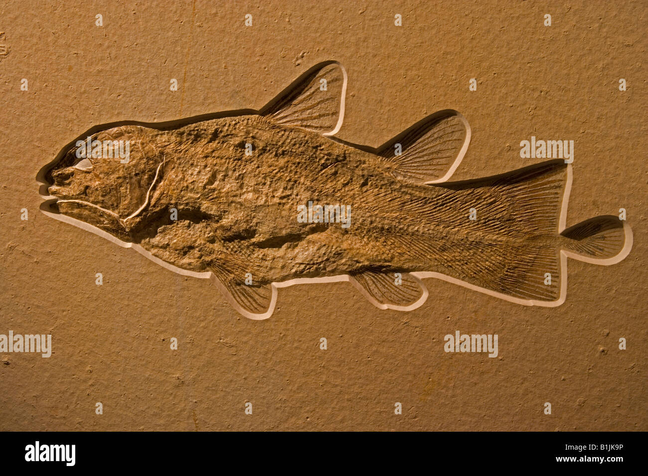 Coelacanth hi-res stock photography and images - Alamy